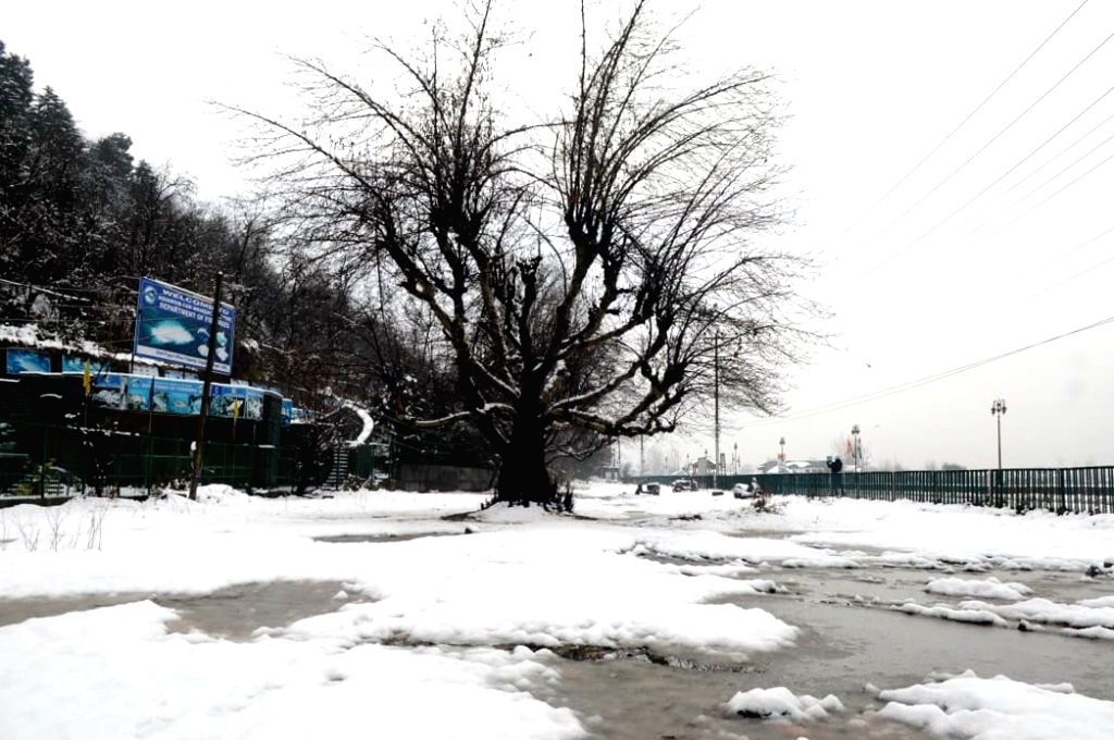 Srinagar :A snow covered tree near Dal Lake after fresh snowfall