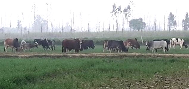 Free photo : Stray cattle