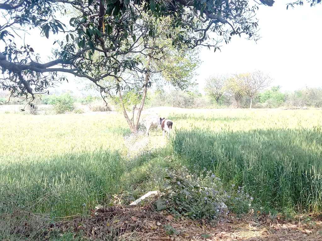 Free Photo: Amethi farmers new 'chowkidars' courtesy stray cattle menace
