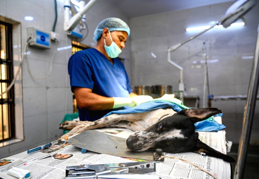 Stray Dogs Sterilized at Centre
