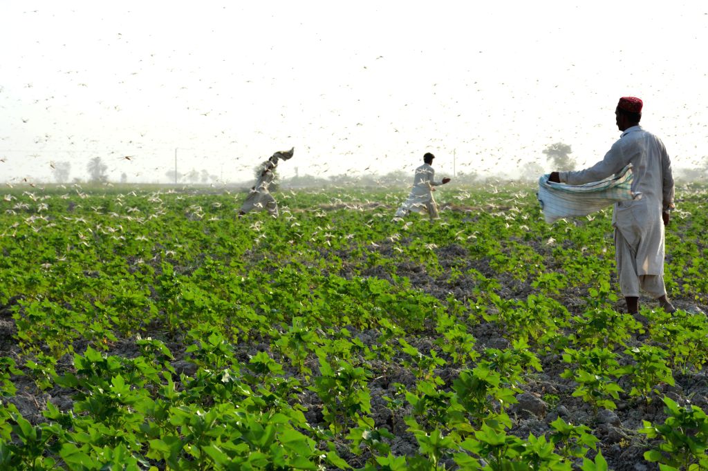 PAKISTAN-SUKKUR-LOCUST ATTACK