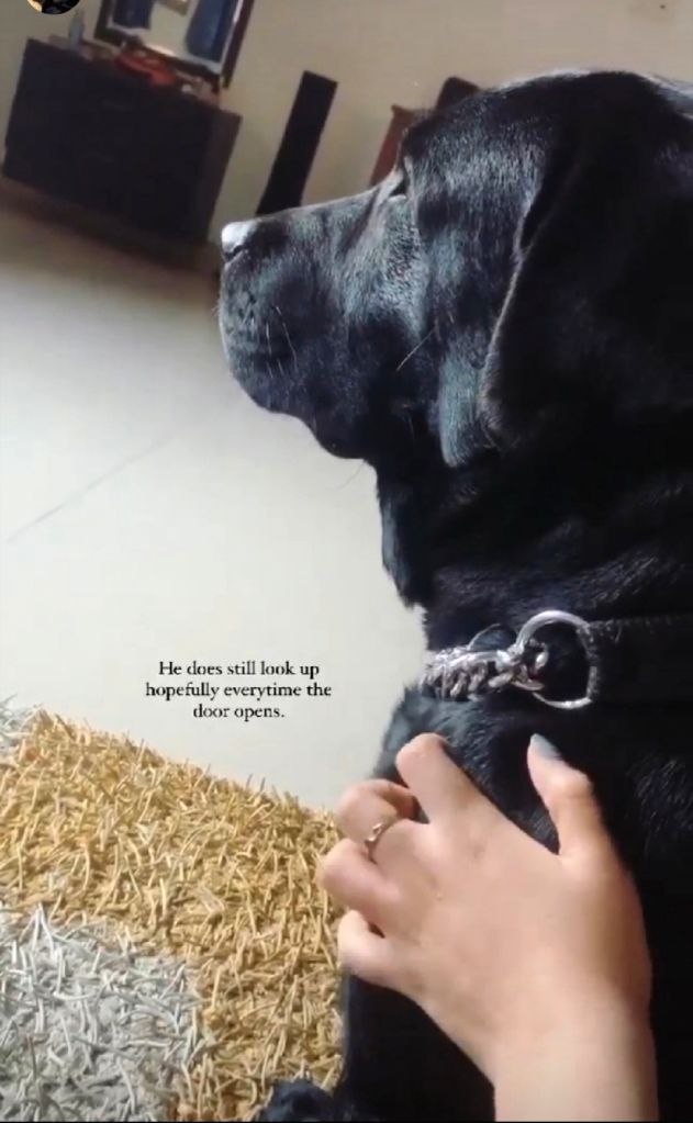 Free Photo: Sushant Singh Rajput's pet dog still waits for him