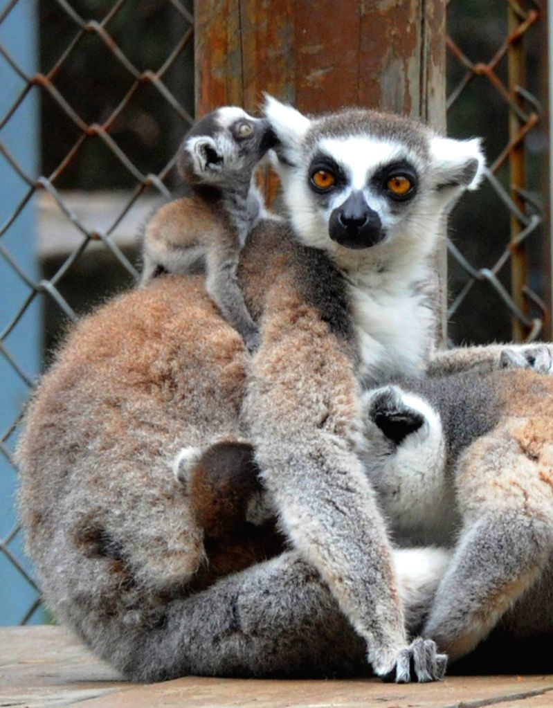 CHINA-JIANGSU-SUZHOU ZOO-ANIMAL-BABY
