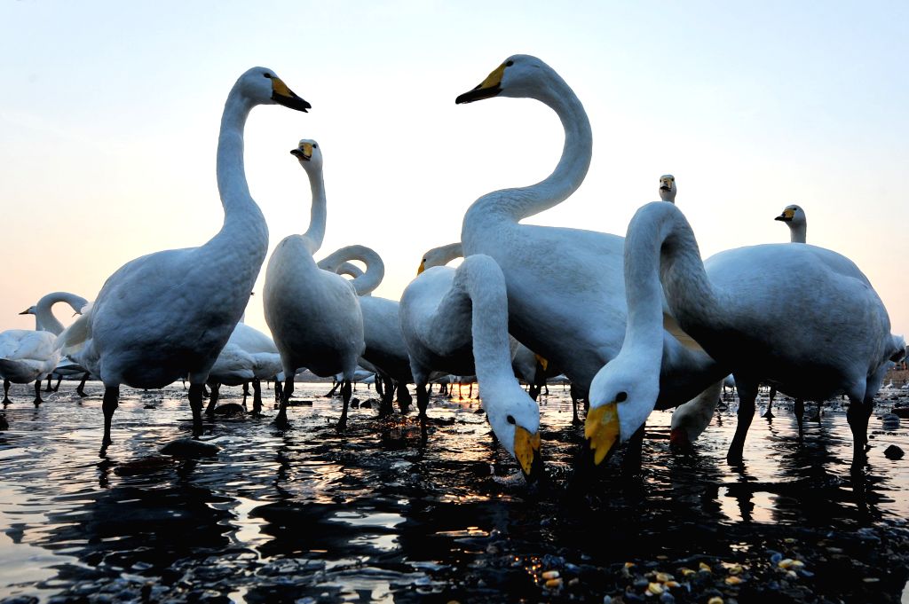 CHINA-SHANDONG-RONGCHENG-SWAN