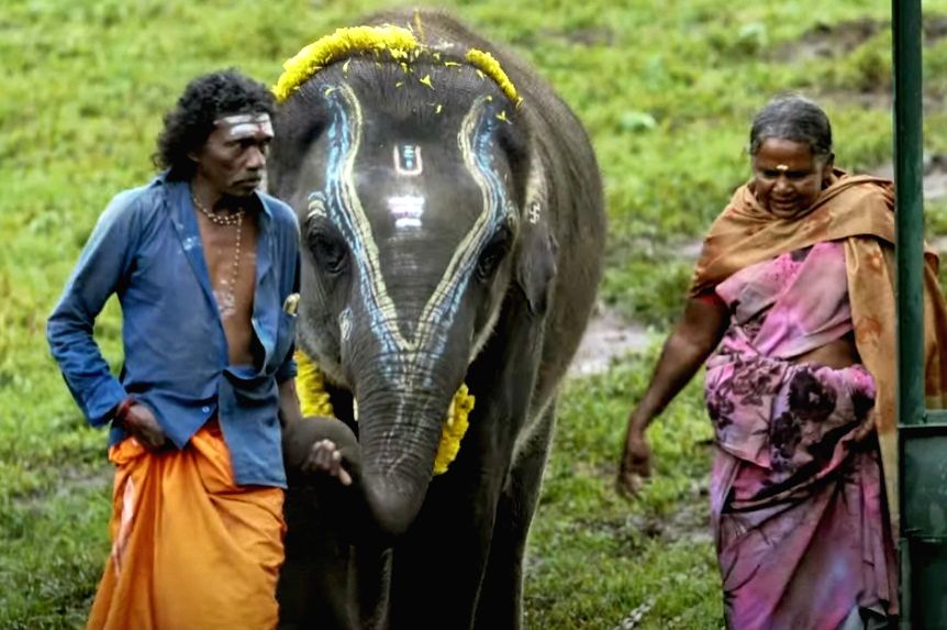 'The Elephant Whisperers' trailer depicts bond between an indigenous ...