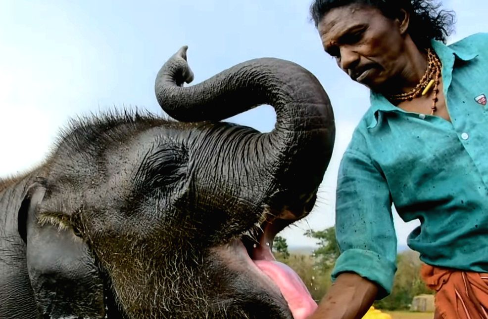 'The Elephant Whisperers' trailer depicts bond between an indigenous ...