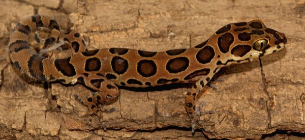 New lizard species discovered in Mumbai, named after Indian scientist ()