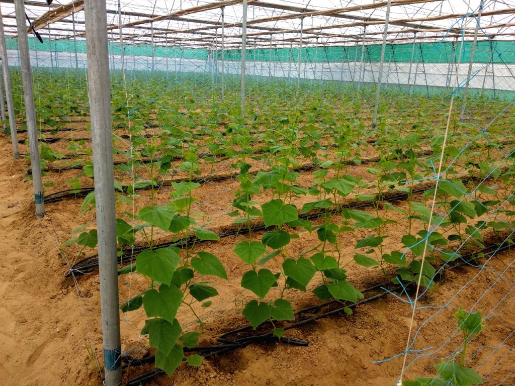 Free Photo: The overview of the farm also showing plastic sheets spread ...