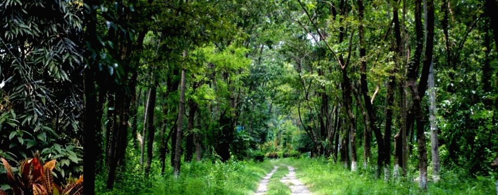 The Return of the Native Part 2: 'Miracle' in the forest pays rich ...