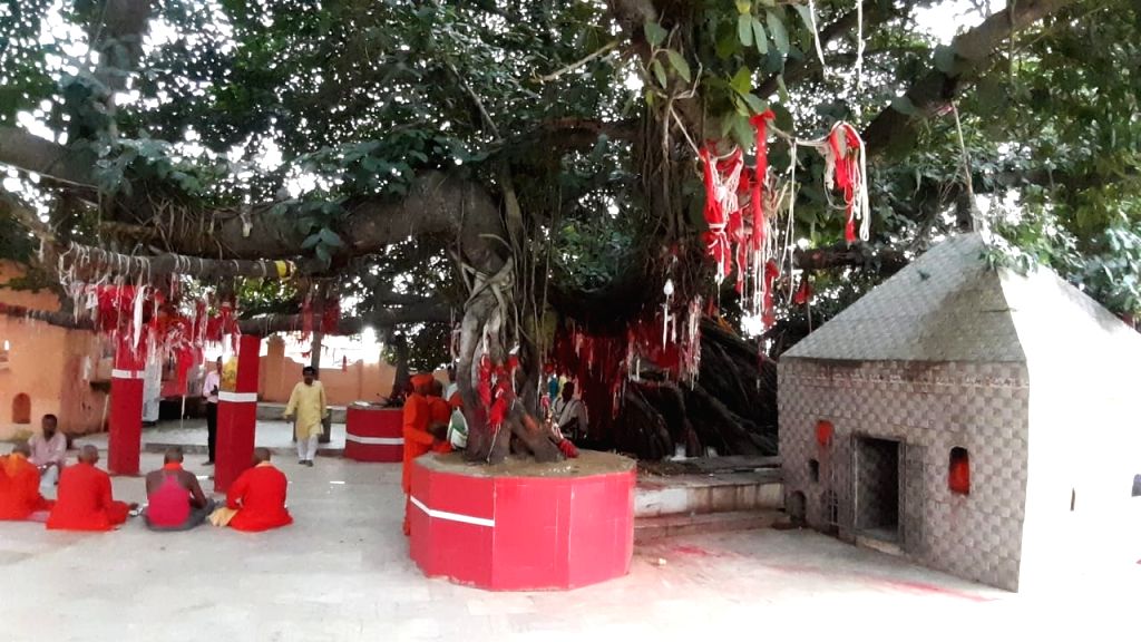 Free photo :This sprawling banyan tree in Gaya is most popular during ...