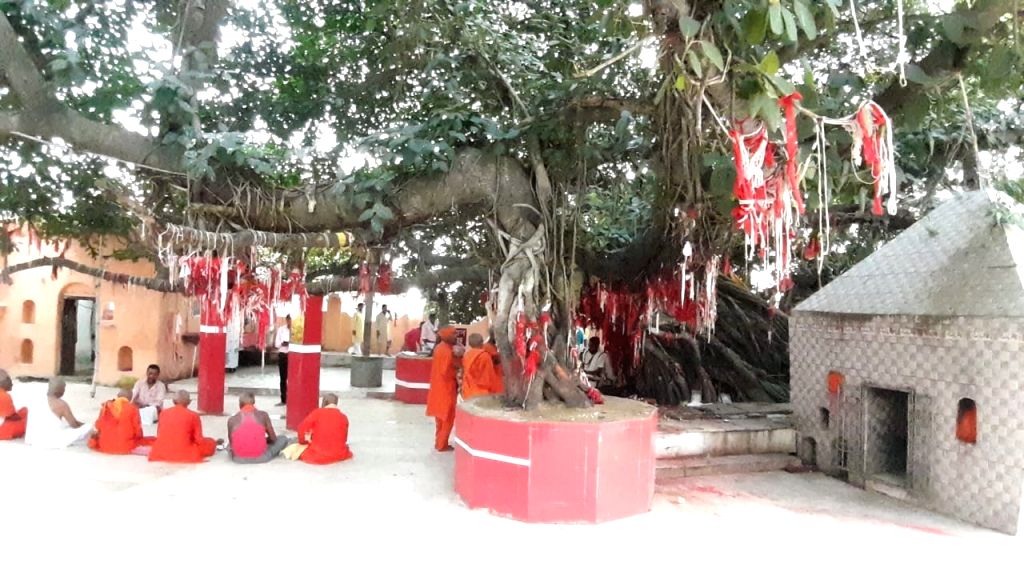 Free photo :This sprawling banyan tree in Gaya is most popular during ...