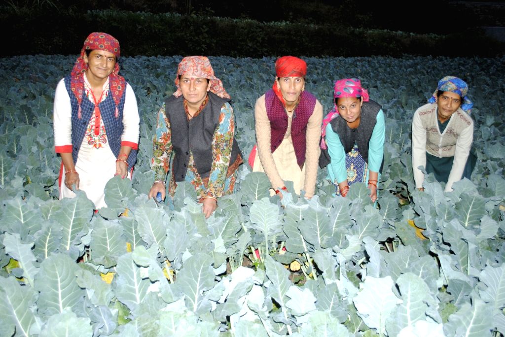 Free Photo: Himachal govt providing major boost to natural farming