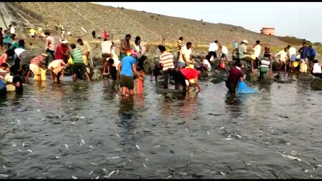 Thousands of fishes washed up on the foreshore of Parvati Barrage in ...