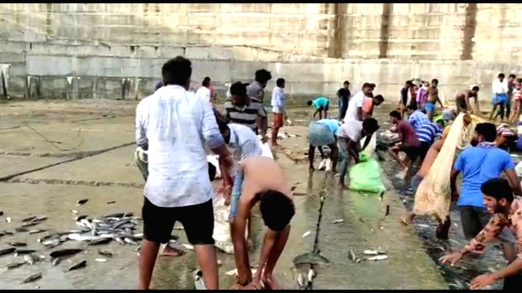 Thousands of fishes washed up on the foreshore of Parvati Barrage in ...
