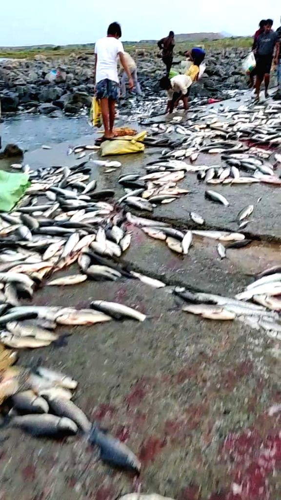 Thousands of fishes washed up on the foreshore of Parvati Barrage in ...