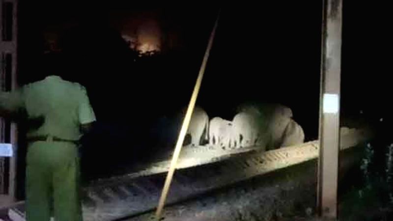 Free Photo: Three elephants died after being hit by a train, rail line ...