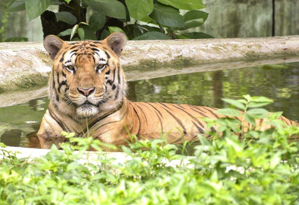 Tiger cools off in pond at zoo