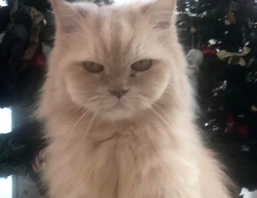 Tiger Shroff mourns loss of pet cat JD