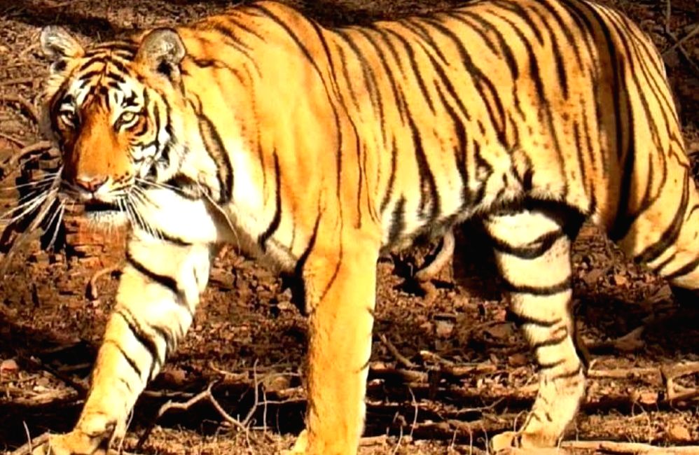 Free Photo:Tigress