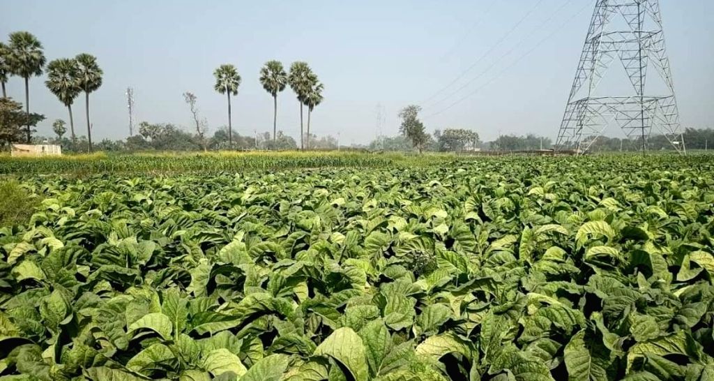 Free photo : Today's story is from Bihar: In Bihar, tobacco crop is ...