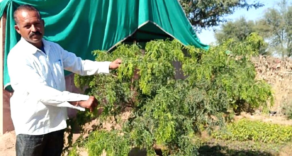 A give-and-take that keeps Khejri trees, Rajasthan farmers in good nick