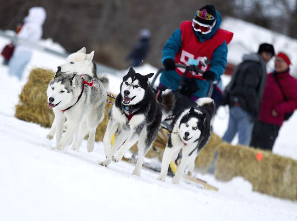 The 10th Annual Cannington Dog Sled Races And Winter Festival in Brock ...