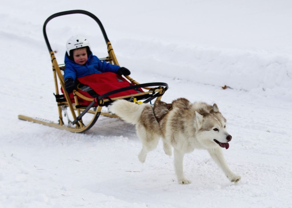 The 10th Annual Cannington Dog Sled Races And Winter Festival in Brock ...