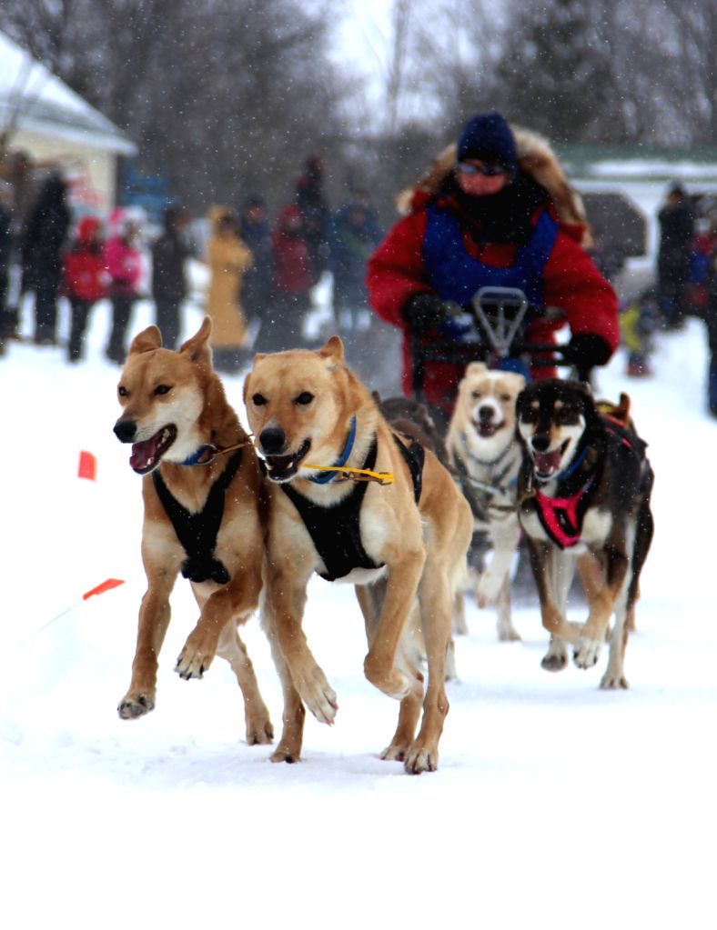 The 10th Annual Cannington Dog Sled Races And Winter Festival in Brock ...