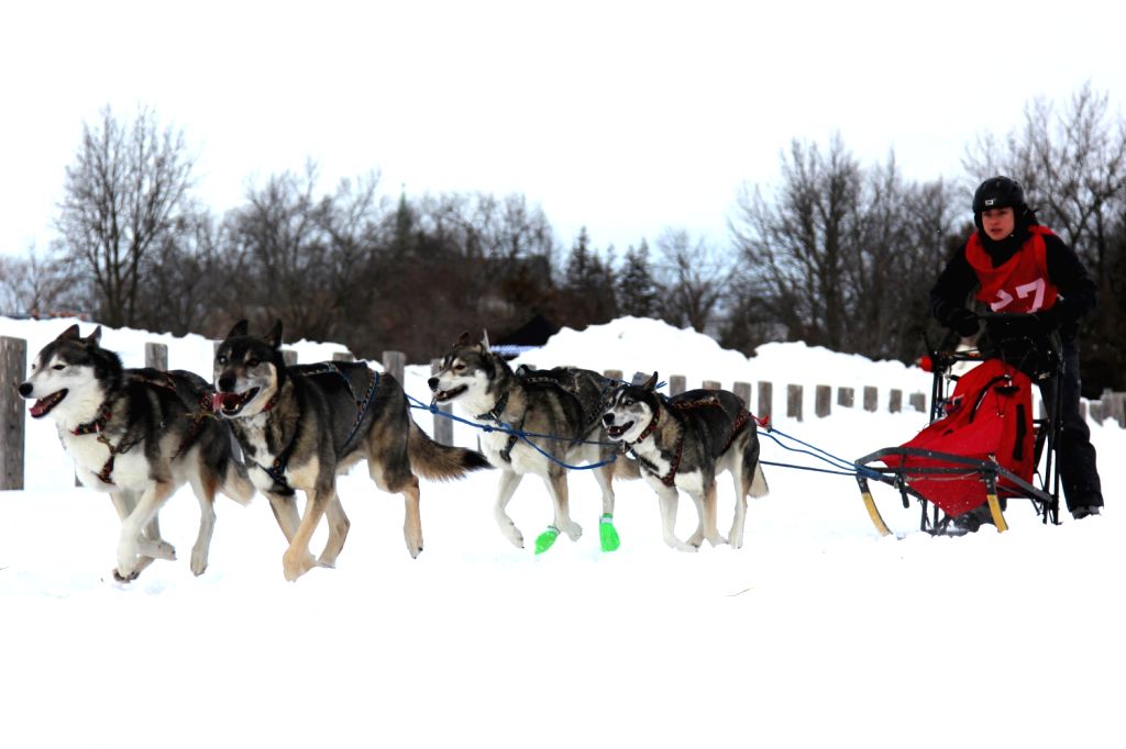 The 10th Annual Cannington Dog Sled Races And Winter Festival in Brock ...