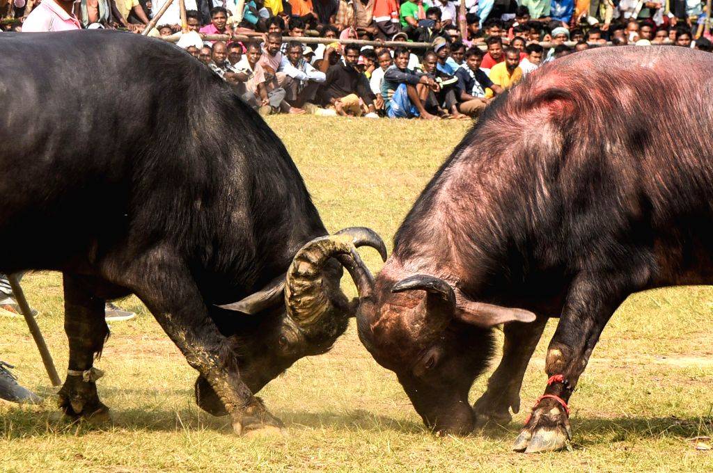 Traditional Bull Fight During Rural Festival in West Bengal