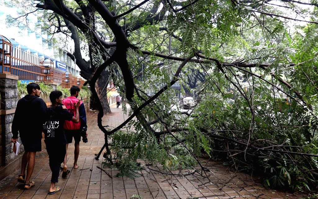 Tree branches uprooted at KG Road footpath due to routine rain, in ...
