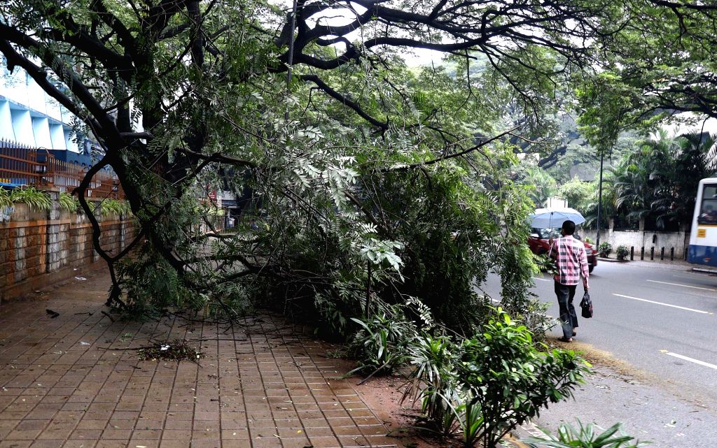 Tree branches uprooted at KG Road footpath due to routine rain, in ...
