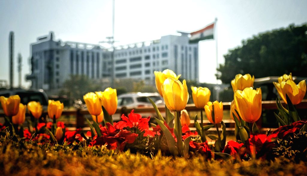 Tulips flower blooms at AIIMS circle