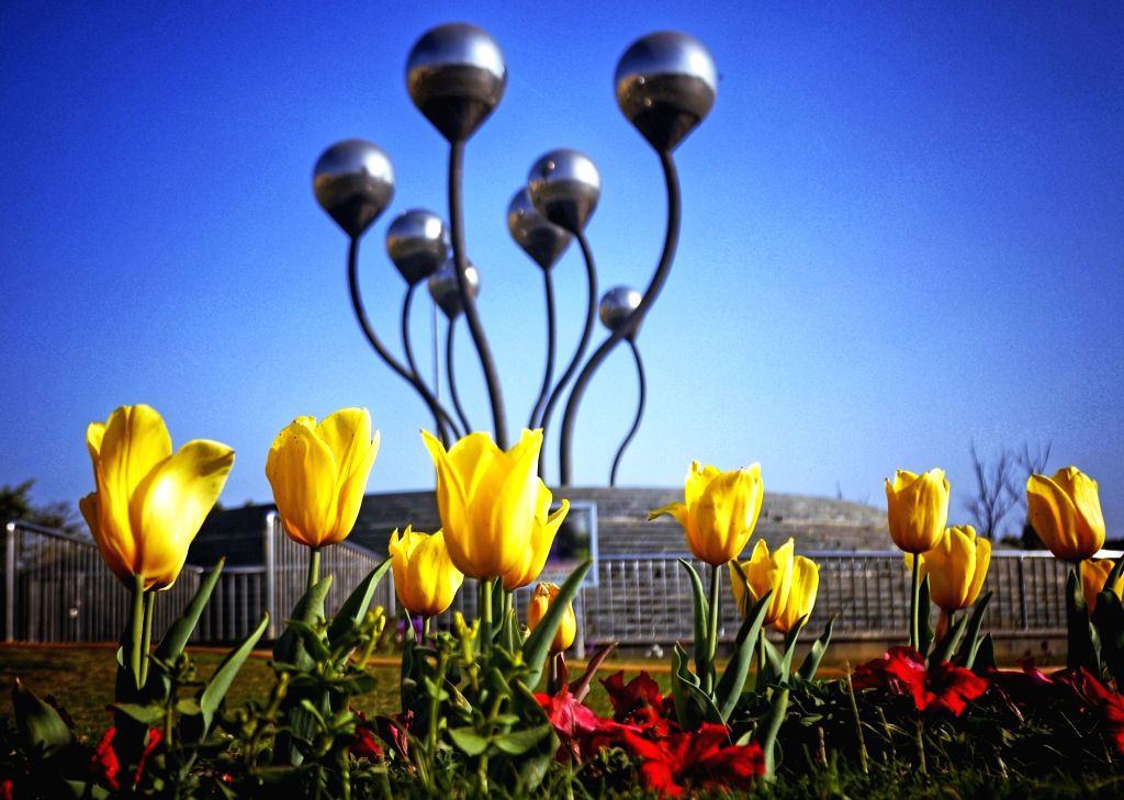 Tulips flower blooms at AIIMS circle