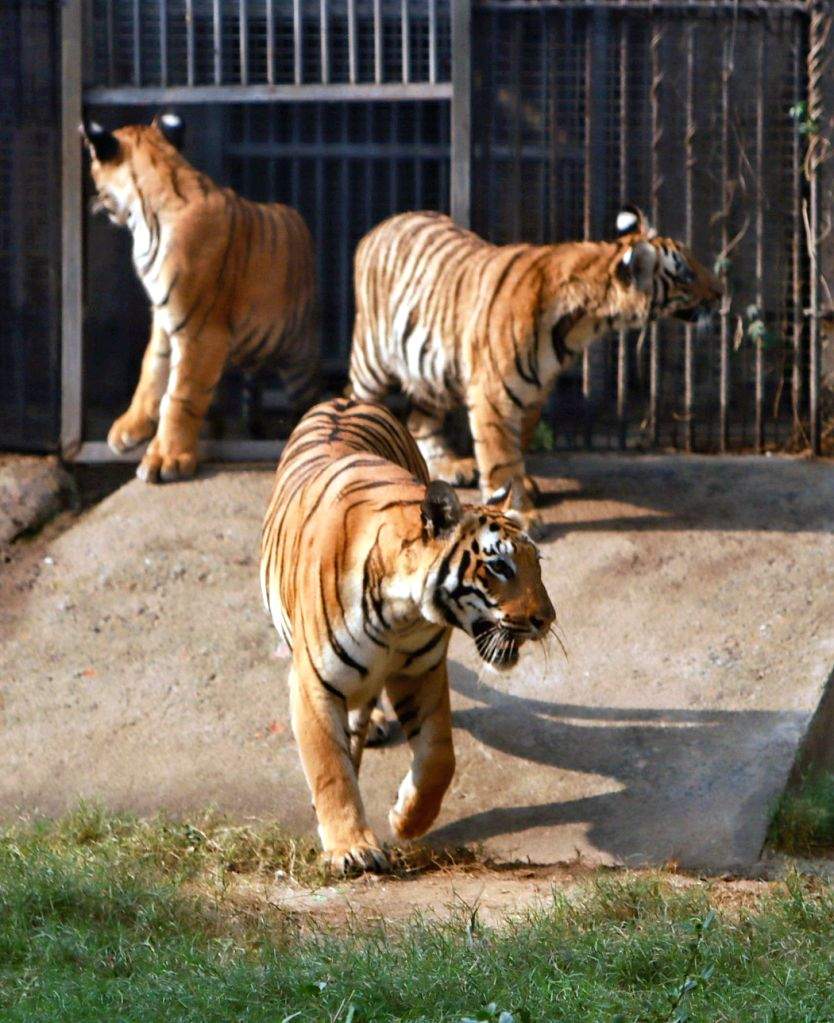 Twin 7-month-old cubs of a tigress named 'Siddhi' are being released in ...