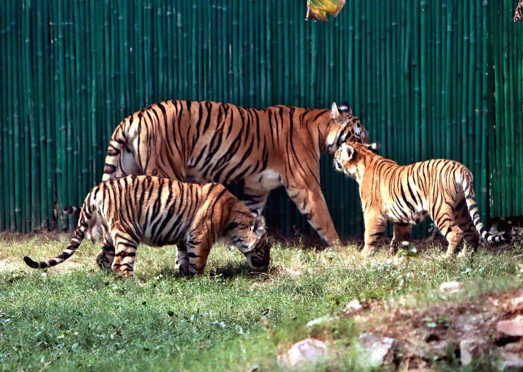 Twin 7-month-old cubs of a tigress named 'Siddhi' are being released in ...