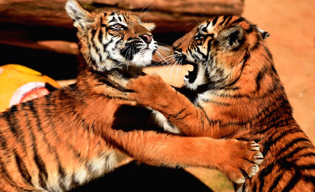 CHINA-KUNMING-ANIMALS-SUNNY DAY