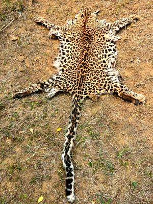 Two held with leopard skin in Odisha