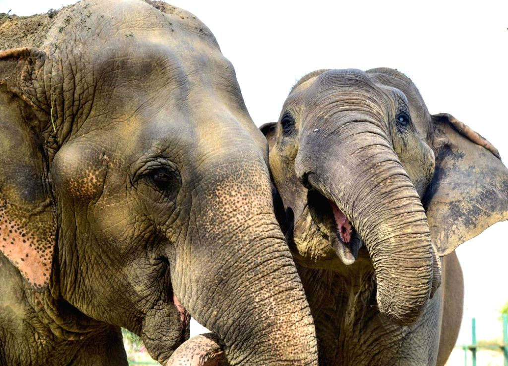 UNDP launches awareness campaign on wildlife conservation in B'desh