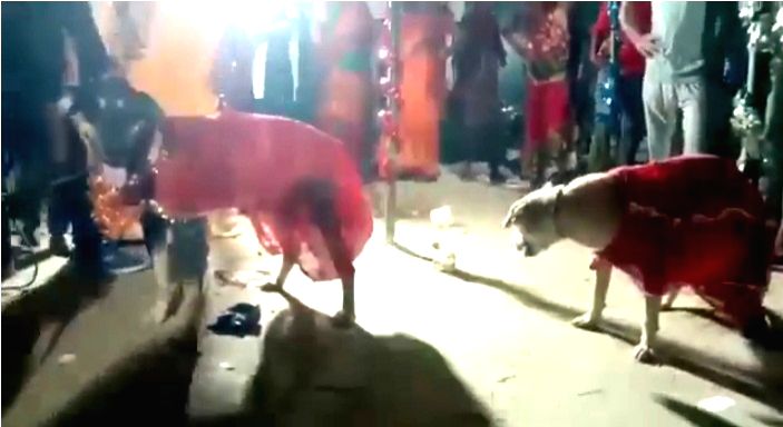 Free Photo: Unique marriage of dog-bitch in Bihar