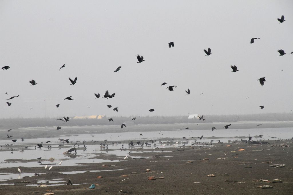 Bird festival in UP's Mahoba from Feb 1-3