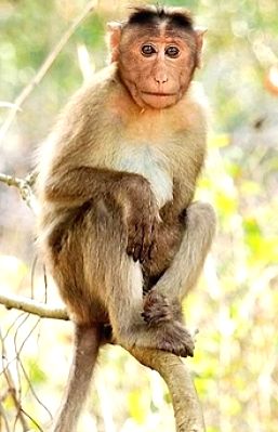 UP cops force youth to part with his pet monkey