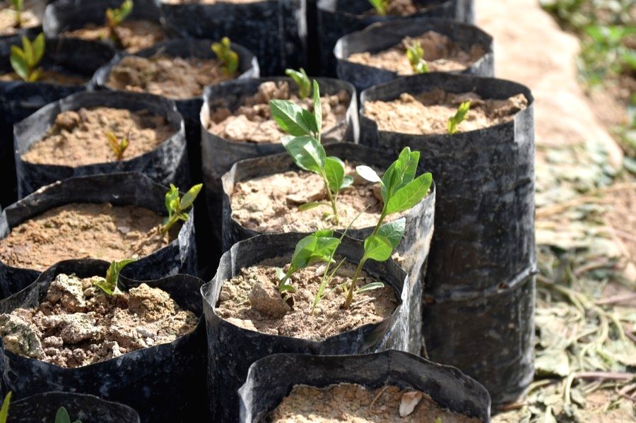 UP govt to plant 35 cr saplings this yr