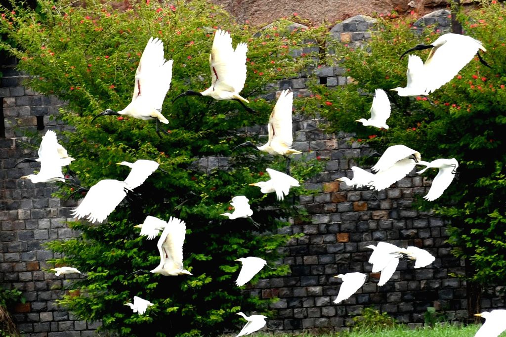 UP on high alert over bird flu scare