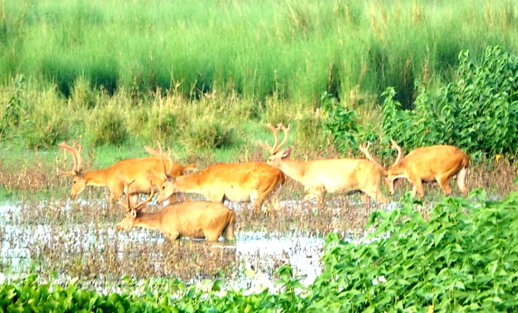 UP's wild west: Rare sighting of endangered swamp deer