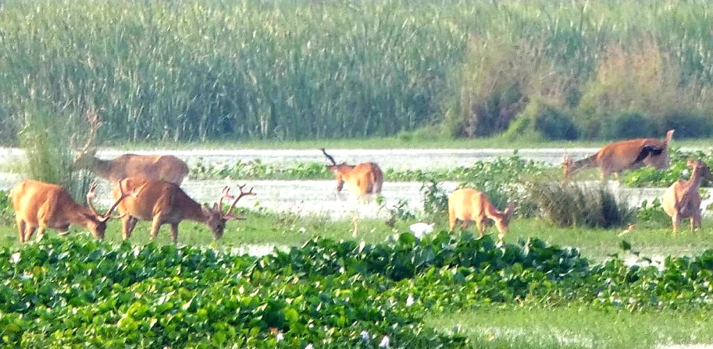 UP's wild west: Rare sighting of endangered swamp deer