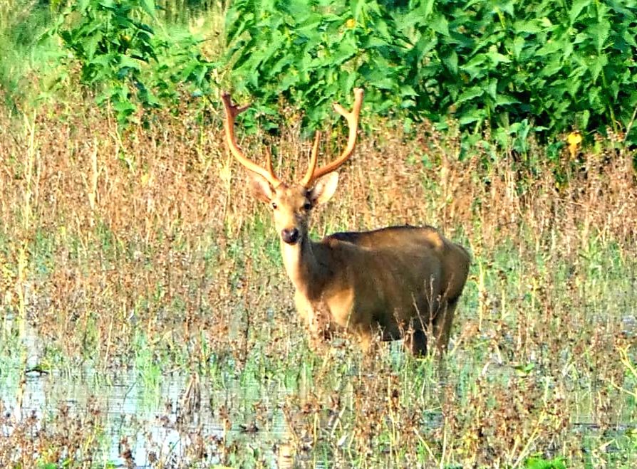 UP's wild west: Rare sighting of endangered swamp deer
