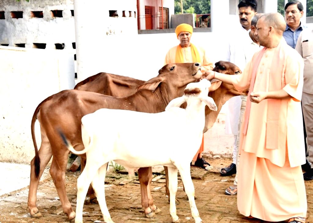 : Gorakhpur: Uttar Pradesh Chief Minister Yogi Adityanath pampers cows
