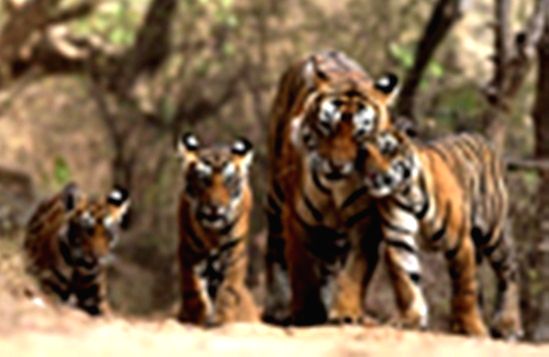 Free Photo :Valmiki Tiger Reserve