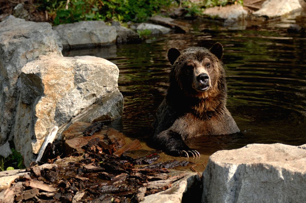 Grizzly bear Grinder enjoys his habitat at the Grouse Mountain Refuge